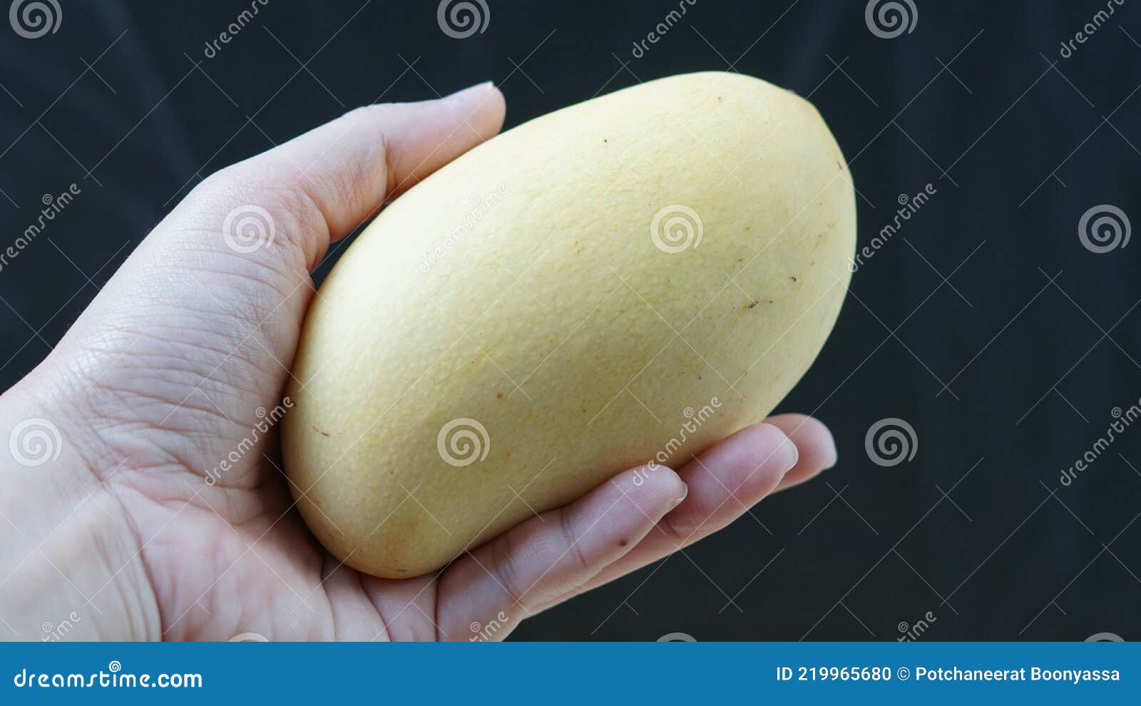 Human Hand Holding Ripe Mango Stock Photo - Image of dark, mango: 219965680