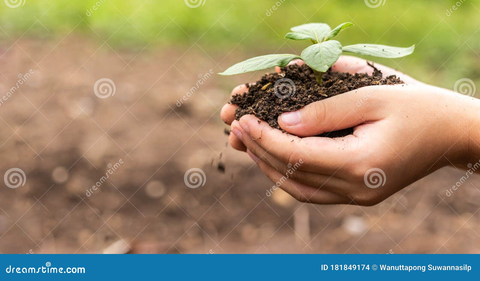 Human Hand Holding Small Tree with Sunlight in Nature. Little Boy Hands ...