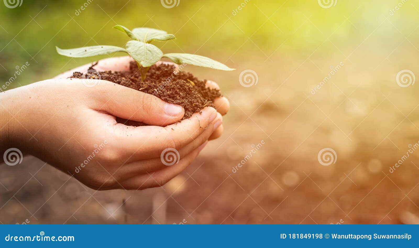 Human Hand Holding Small Tree with Sunlight in Nature. Little Boy Hands ...