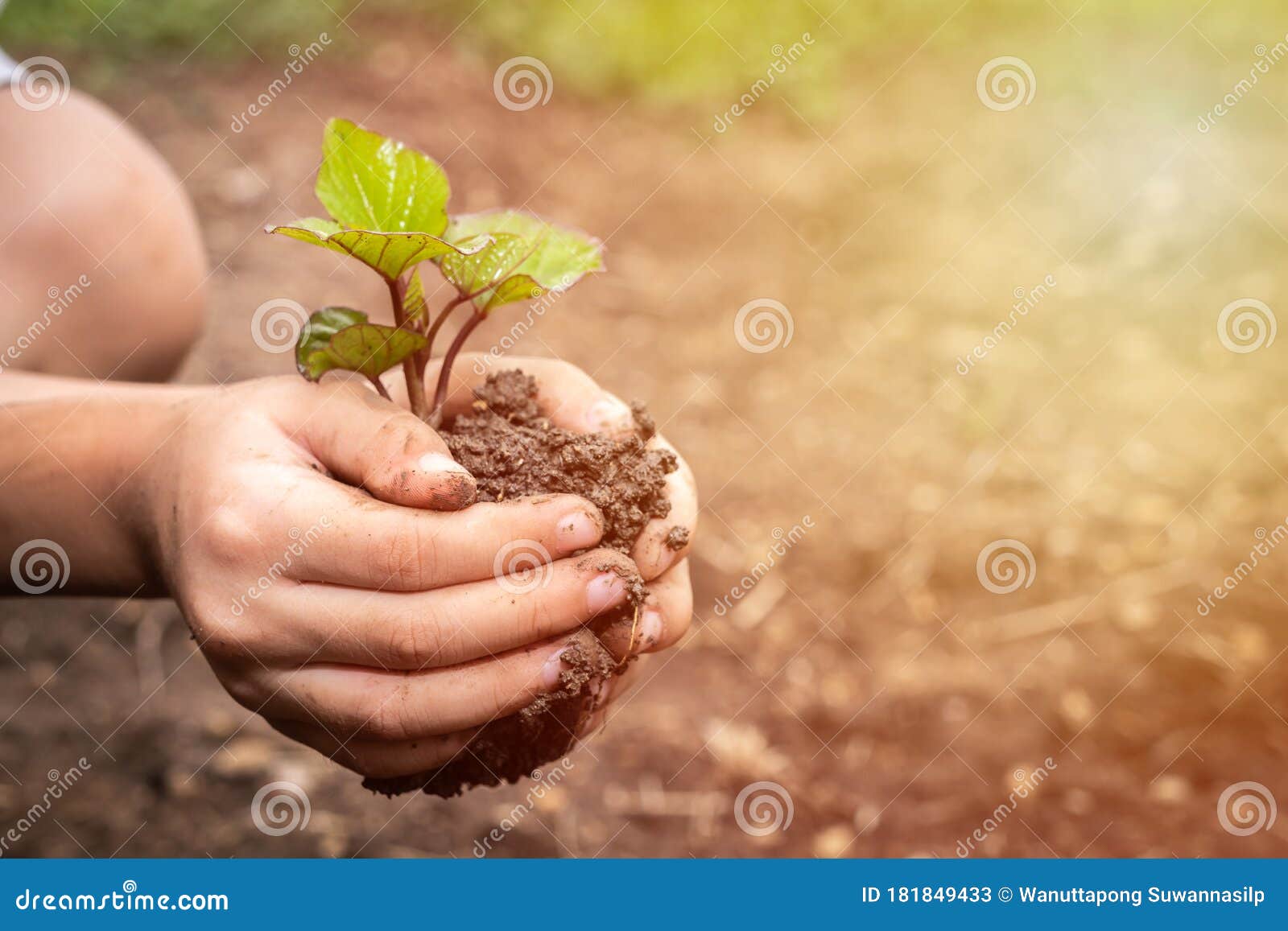 Human Hand Holding Small Tree with Sunlight in Nature. Little Boy Hands ...