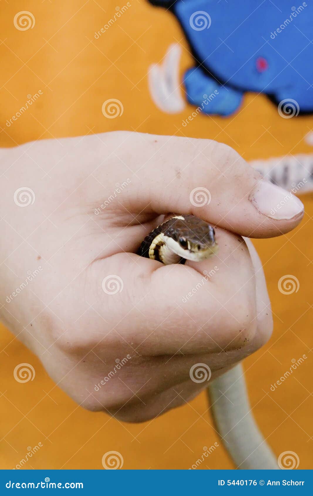 Human hand holding snake stock photo. Image of wildlife - 5440176