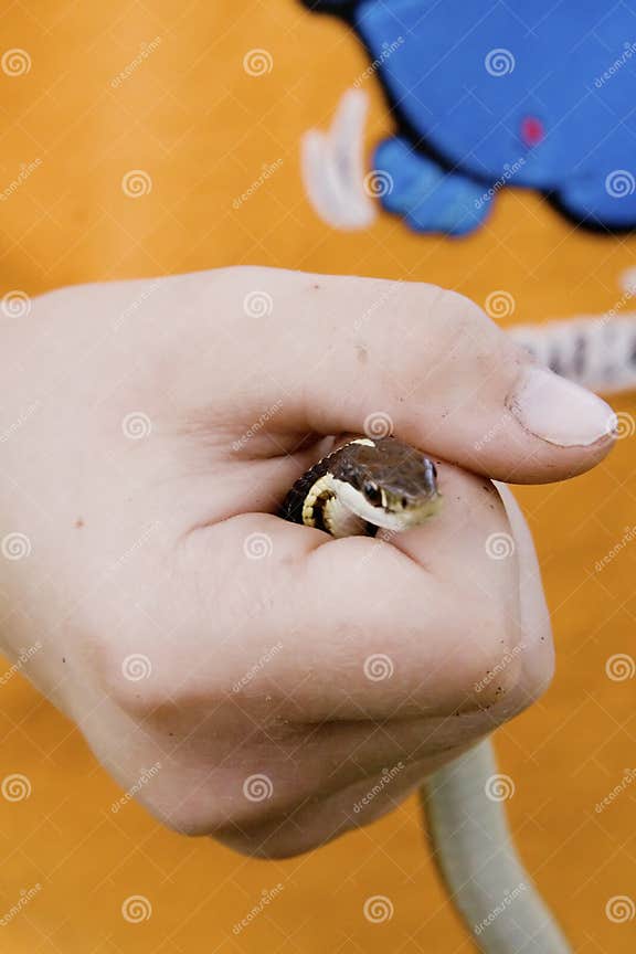 Human hand holding snake stock photo. Image of wildlife - 5440176
