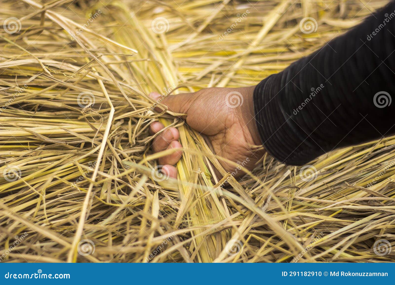 A Human Hand Holding Some Dry Straw Stock Photo - Image of people ...