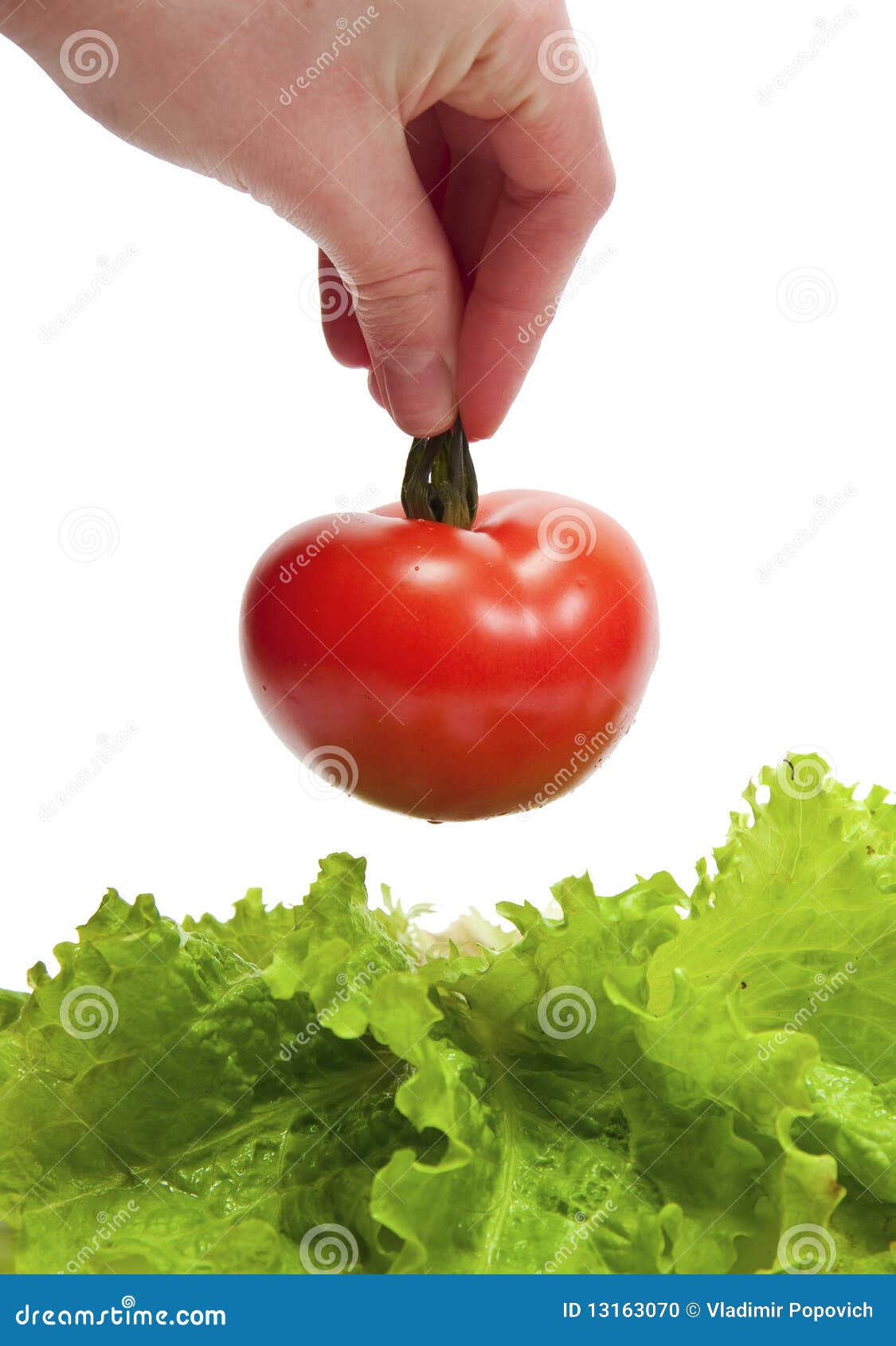 Human hand holding tomato stock photo. Image of organic - 13163070
