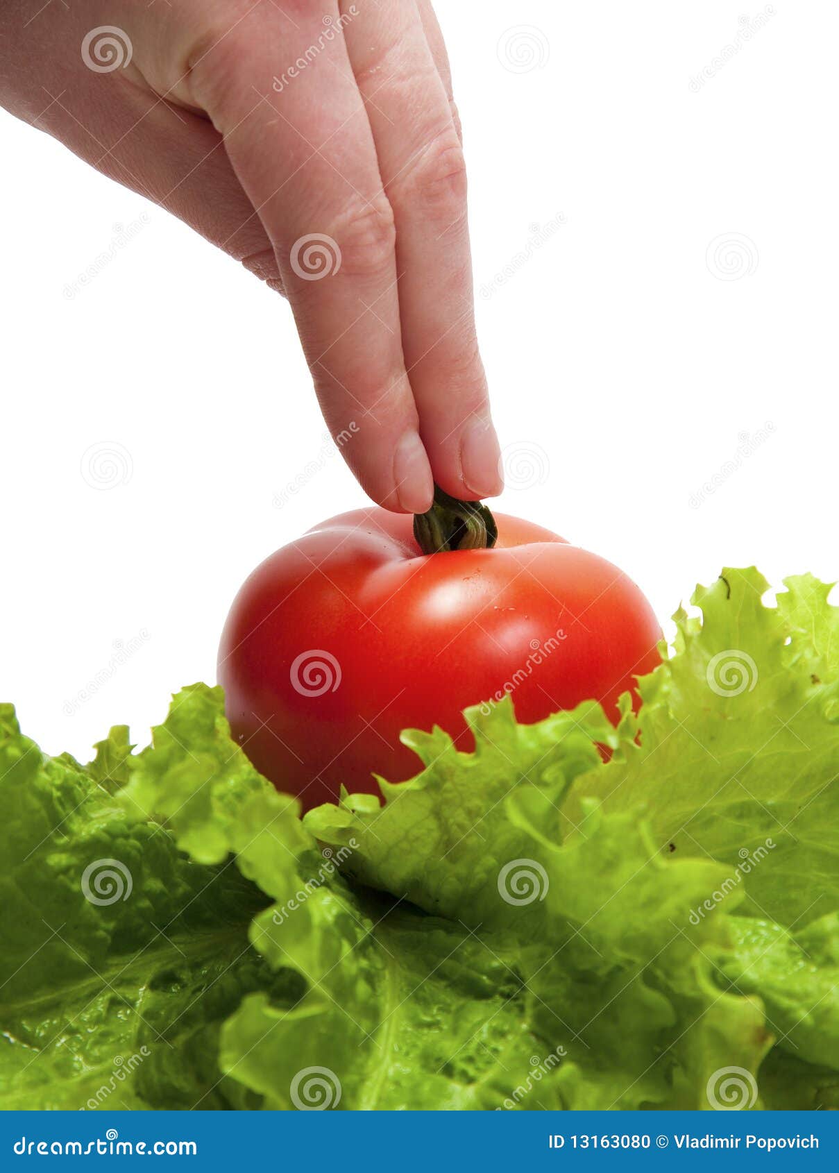 Human hand holding tomato stock photo. Image of holding - 13163080