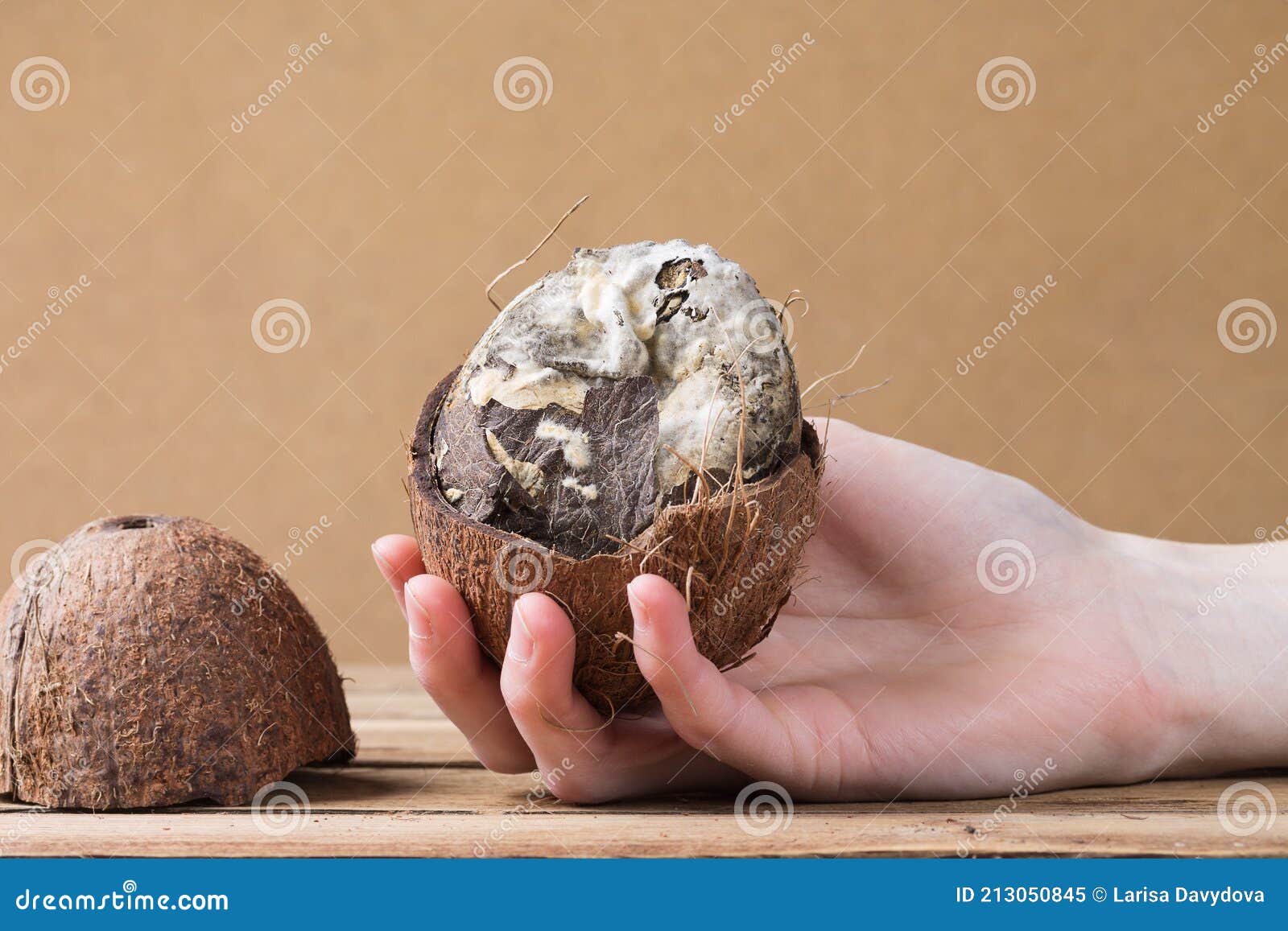 A Human Hand is Holding an Ugly Spoiled Coconut with Mold. Stock Image ...