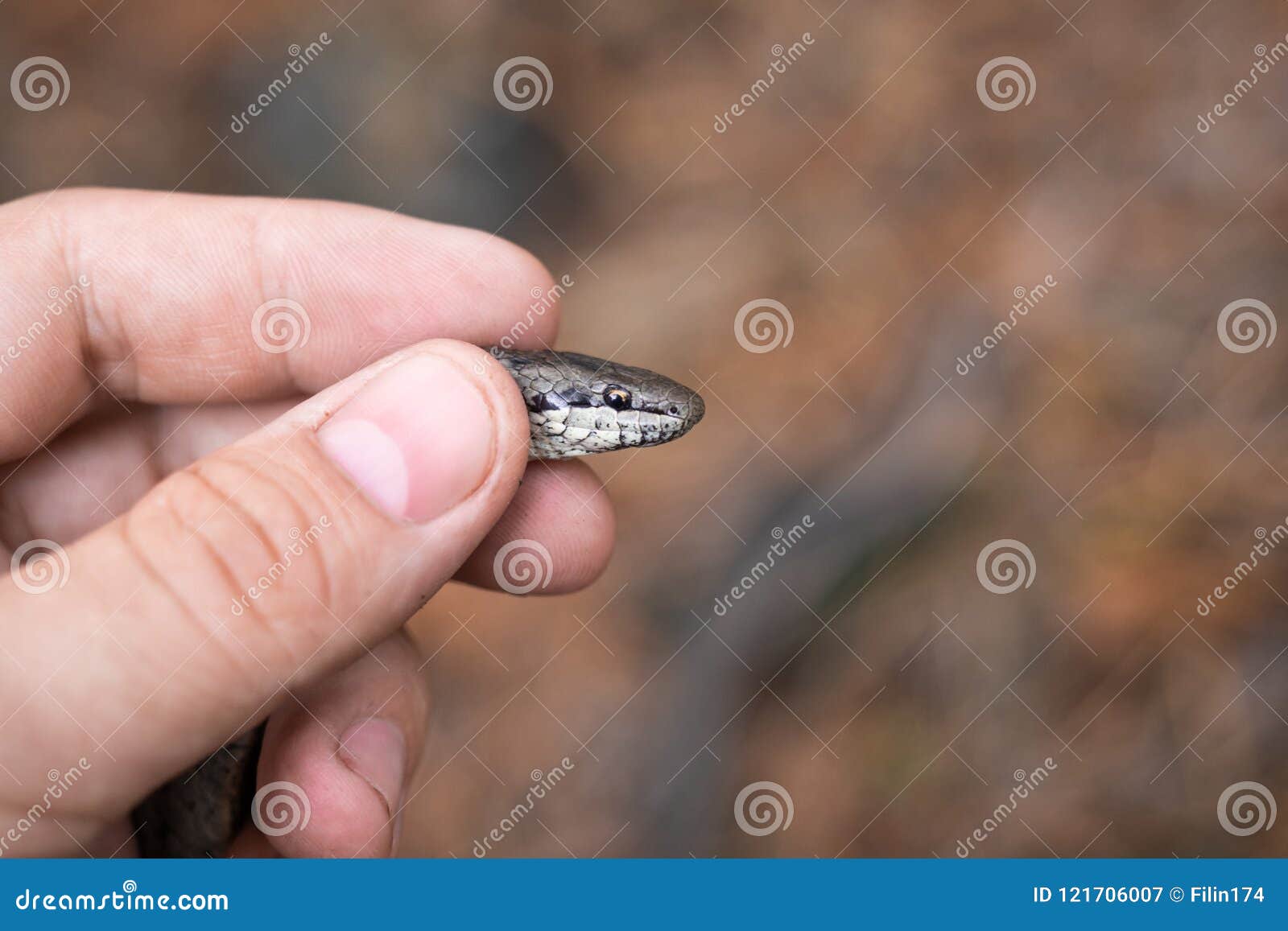 Human Hand Holding a Venomous Snake Stock Image - Image of meadow ...