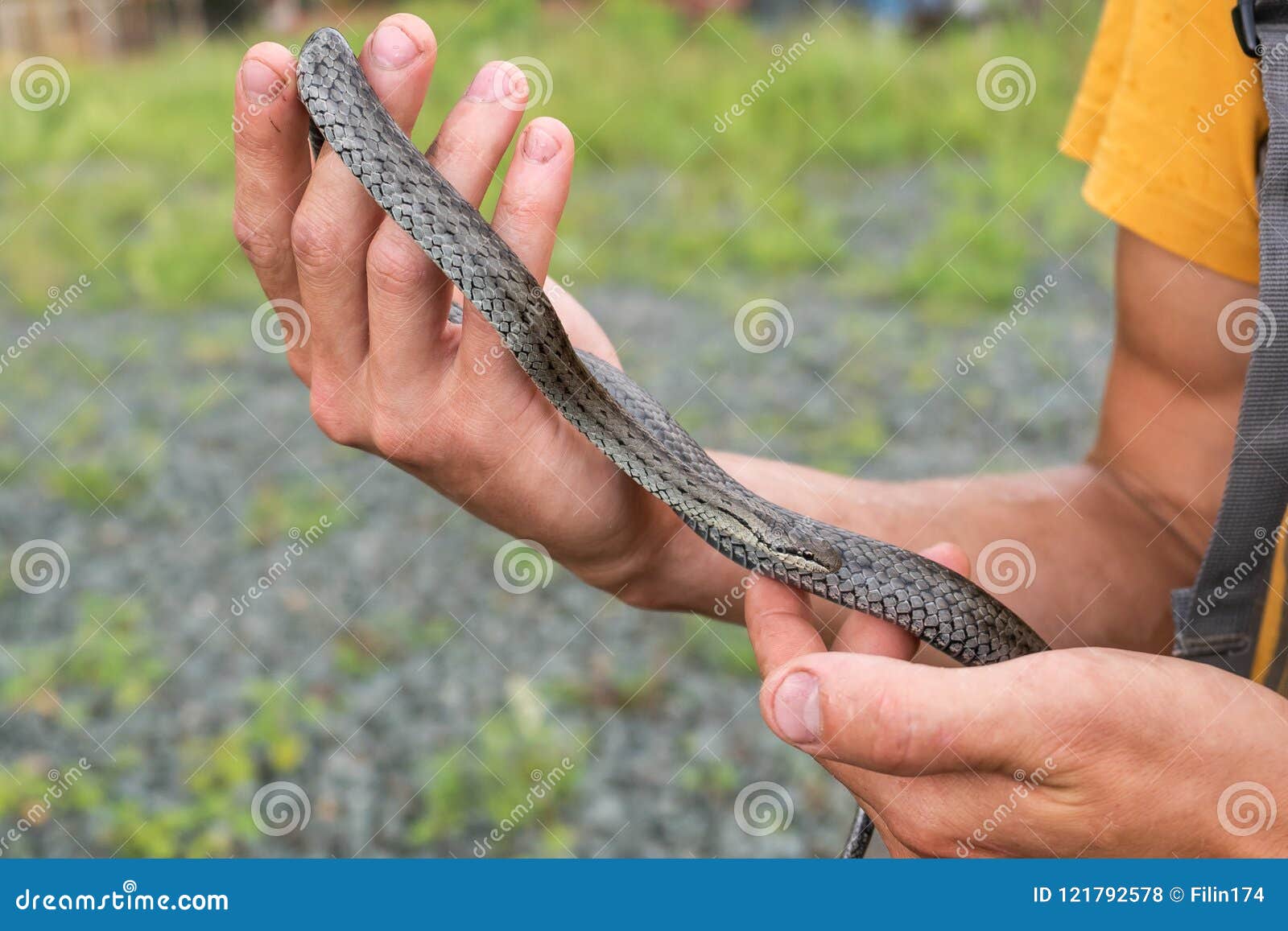 Human Hand Holding a Venomous Snake Stock Photo - Image of handling ...