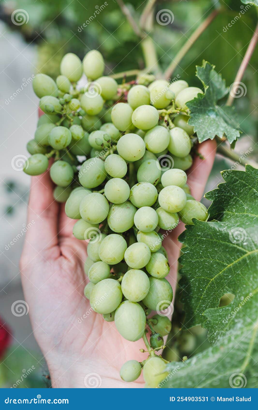 Human Hand Holding White Grapes in a Vineyard Stock Image - Image of ...