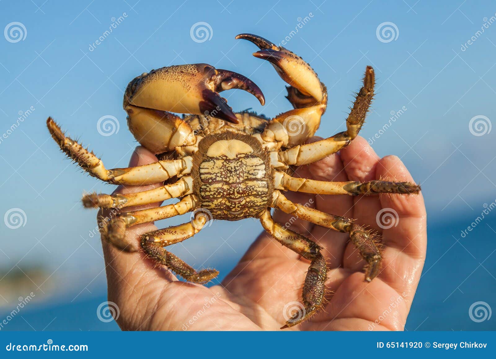 The Human Hand Holds a Brown Crab Stock Photo - Image of nature, stone ...