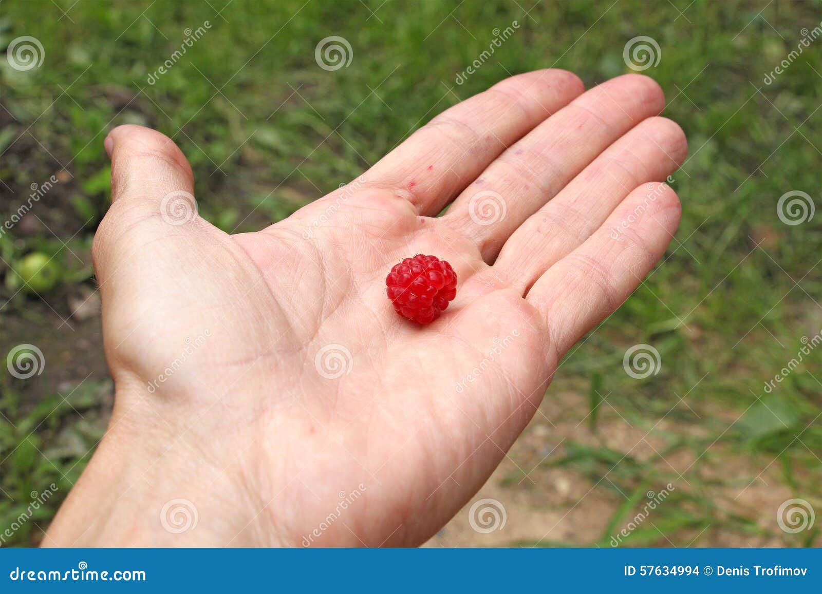 Human Hand Holds Single Raspberry Stock Photo - Image of medicine ...