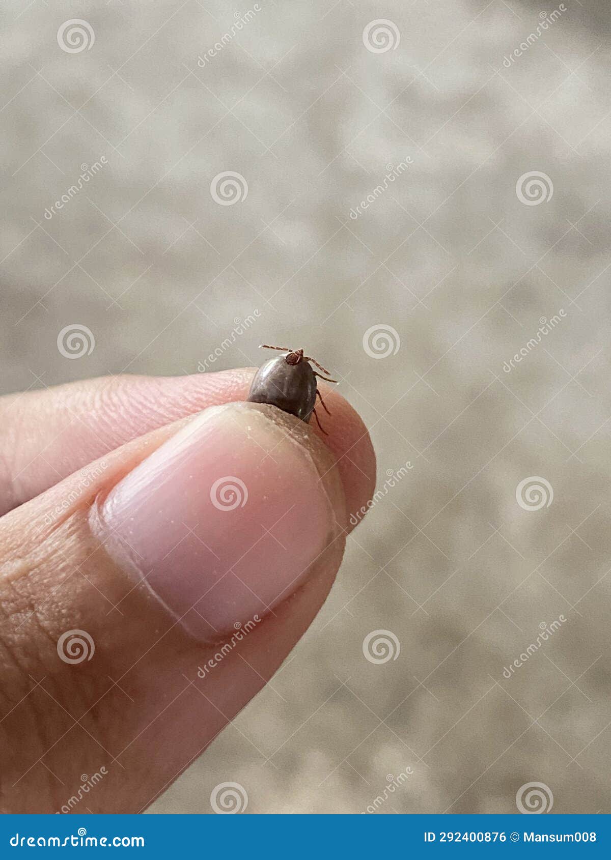 Human Hand with Insect on Hand Stock Photo - Image of person, insect ...