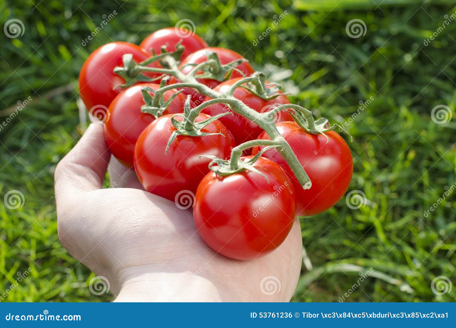 Human hand keeps tomatoes stock photo. Image of healthy - 53761236