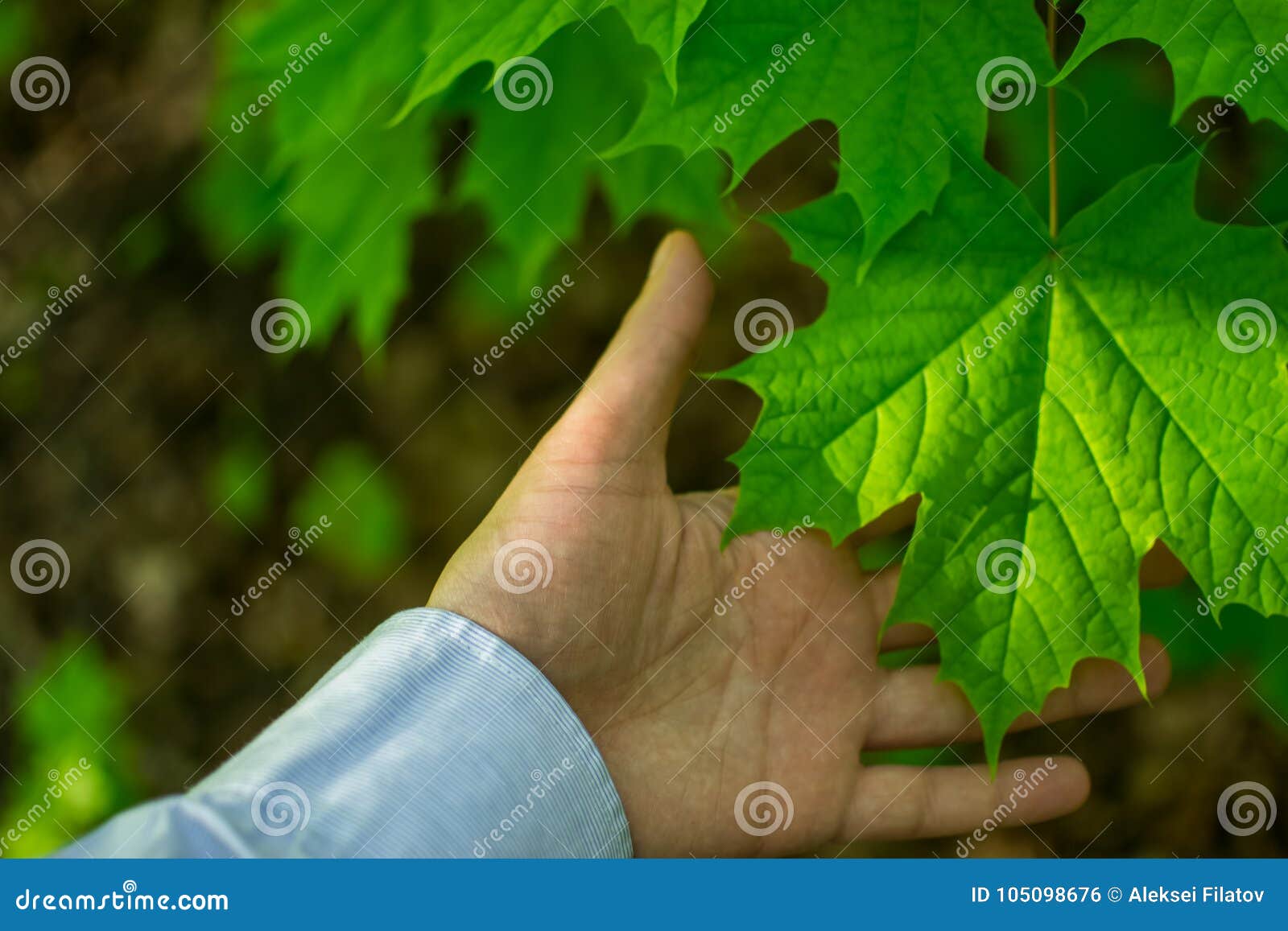 The Human Hand and the Maple Leaf Stock Photo - Image of maple, october ...