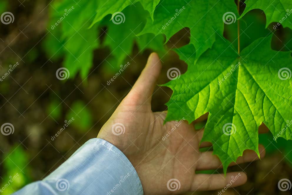 The Human Hand and the Maple Leaf Stock Photo - Image of maple, october ...