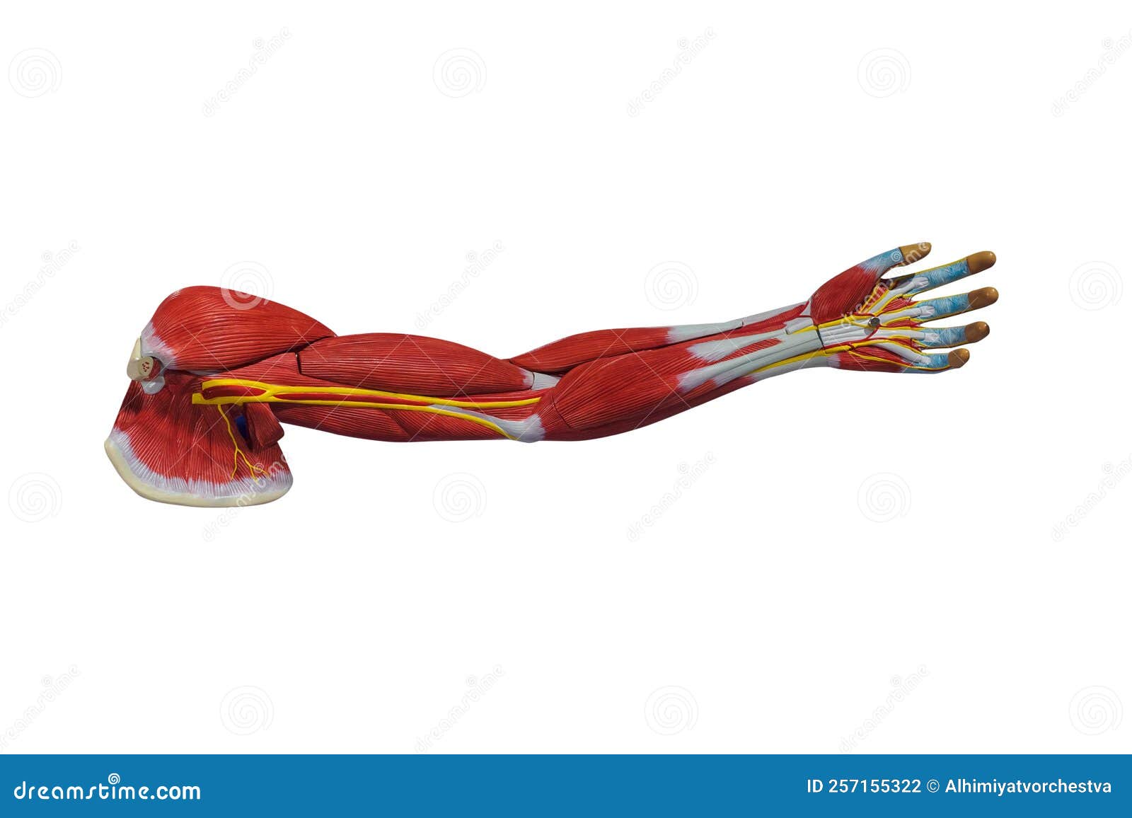 Human Hand with Muscles. Isolated on White Stock Photo - Image of ...