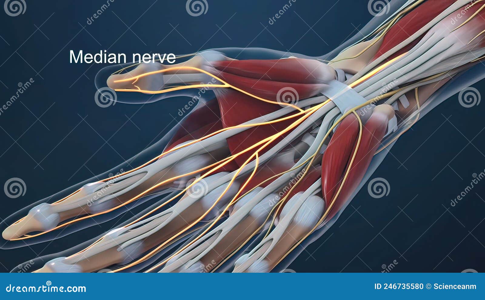 Human Hand Nerves and Tendon Stock Illustration - Illustration of ...