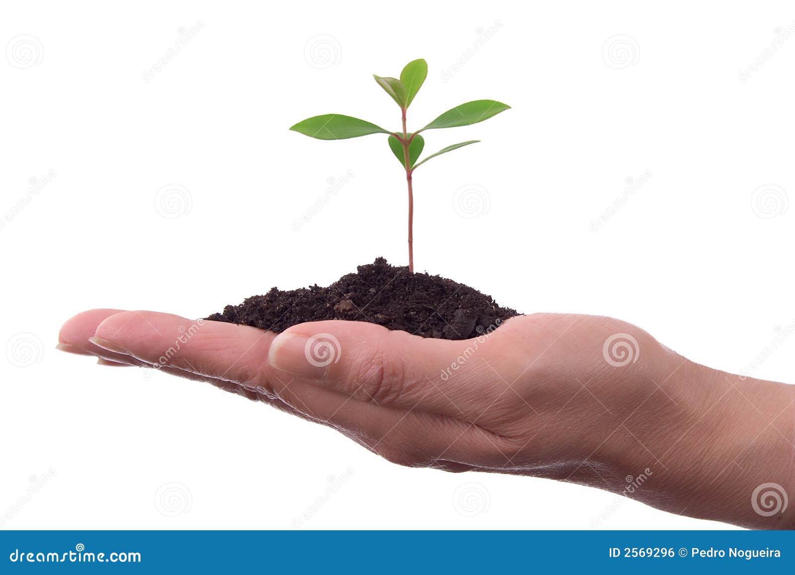 Growing Plant In Hand
