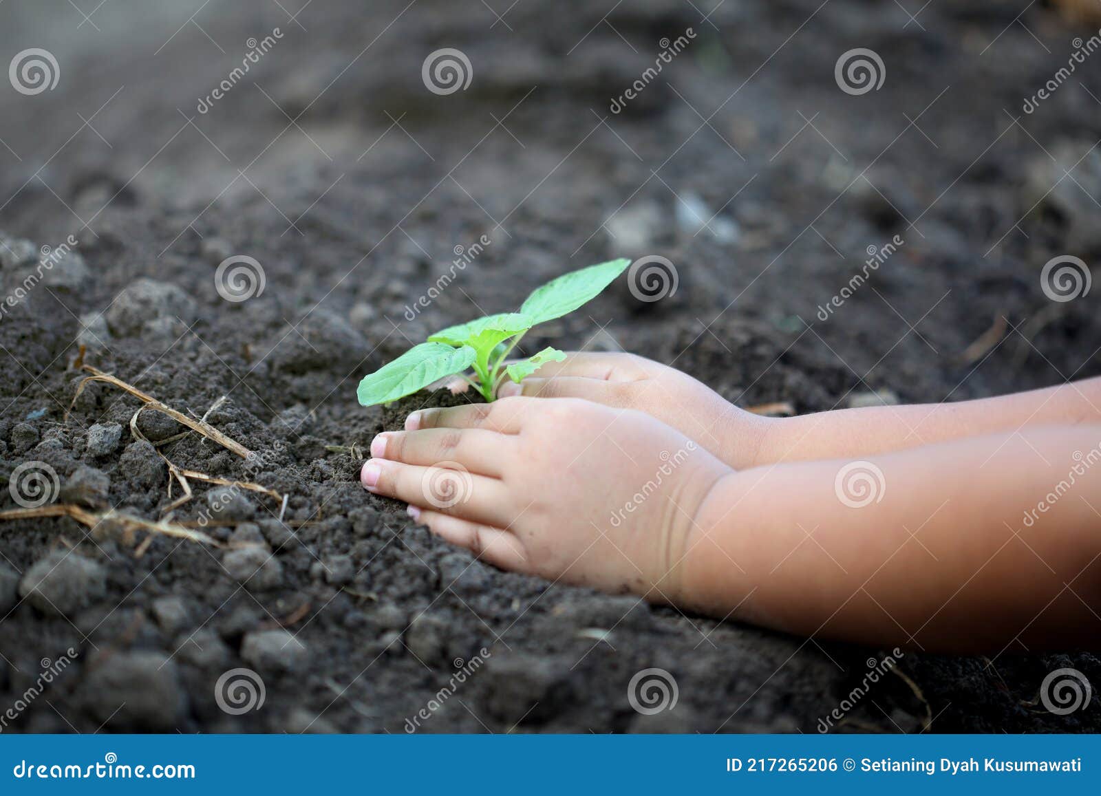 Human Hand Plant Small Tree. Little Boy Hands Holding Young Tree Stock ...