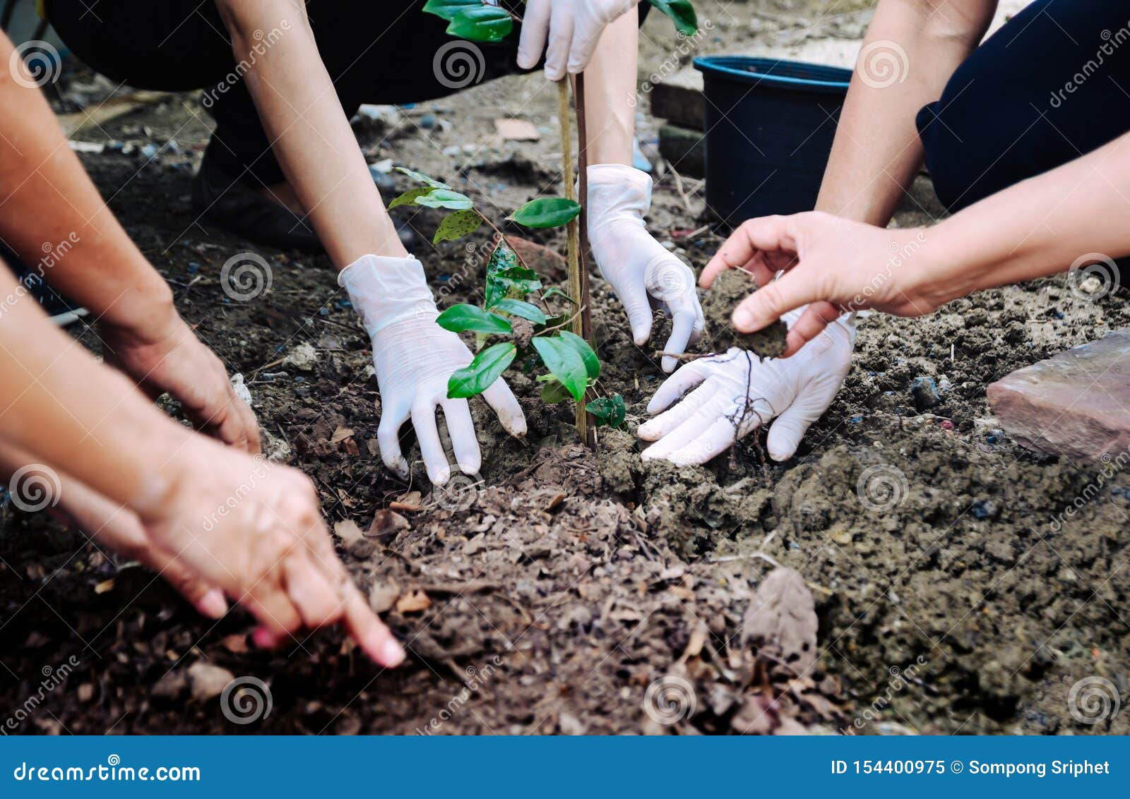 Human Hand Planted Trees To Protect the Environment and Ecological ...