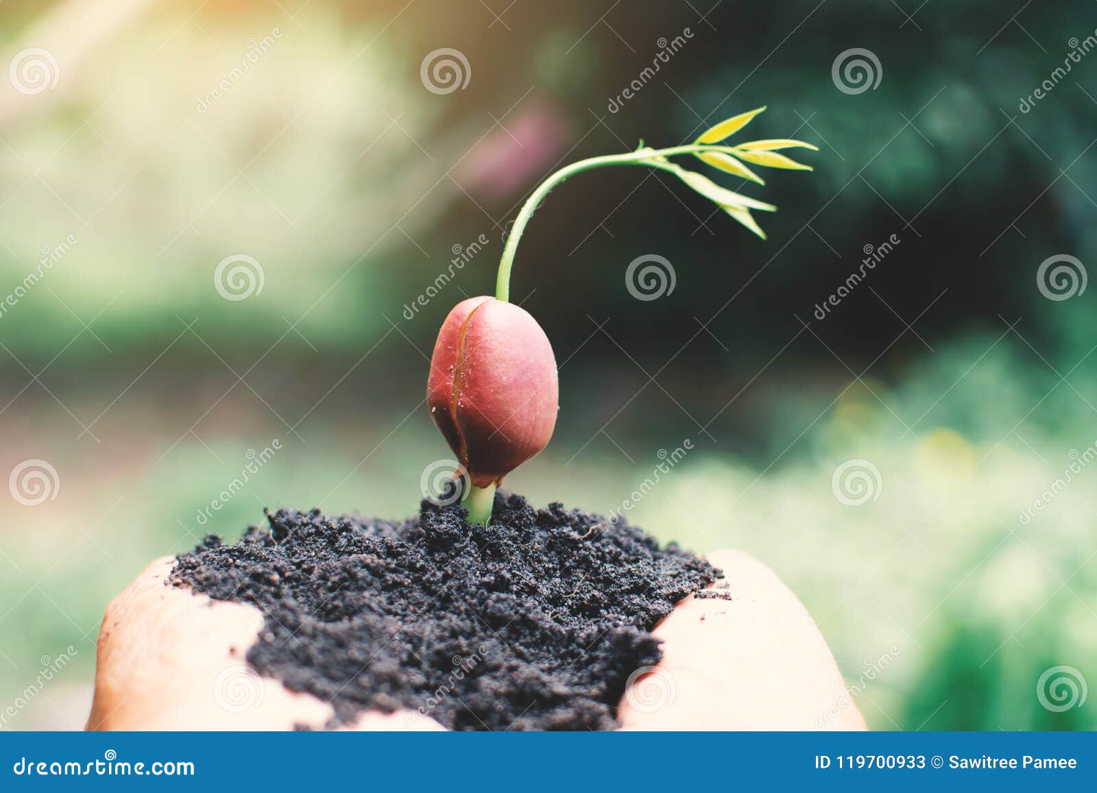 Human Hand Planting Sprout in Nature Stock Image - Image of charity ...