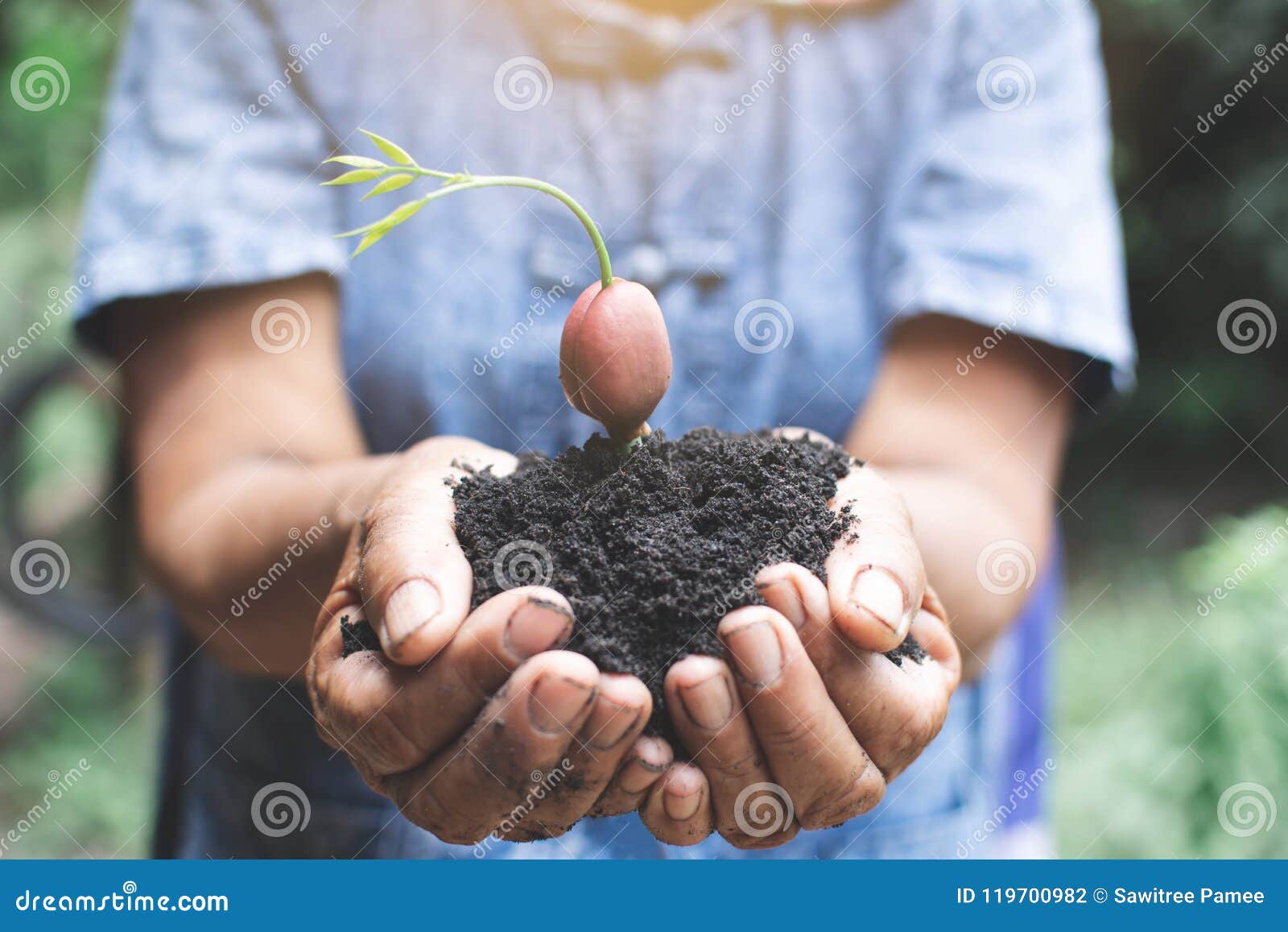 Human Hand Planting Sprout in Nature Stock Photo - Image of hands ...