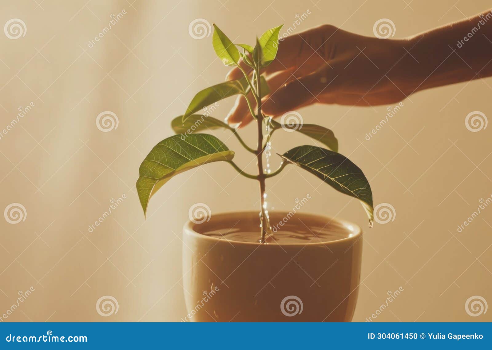 Human Hand Pouring Water into a Potted Plant Stock Photo - Image of ...