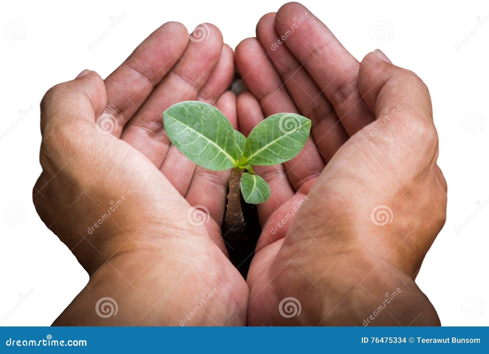 Human hand protect tree stock photo. Image of brush, paint - 76475334