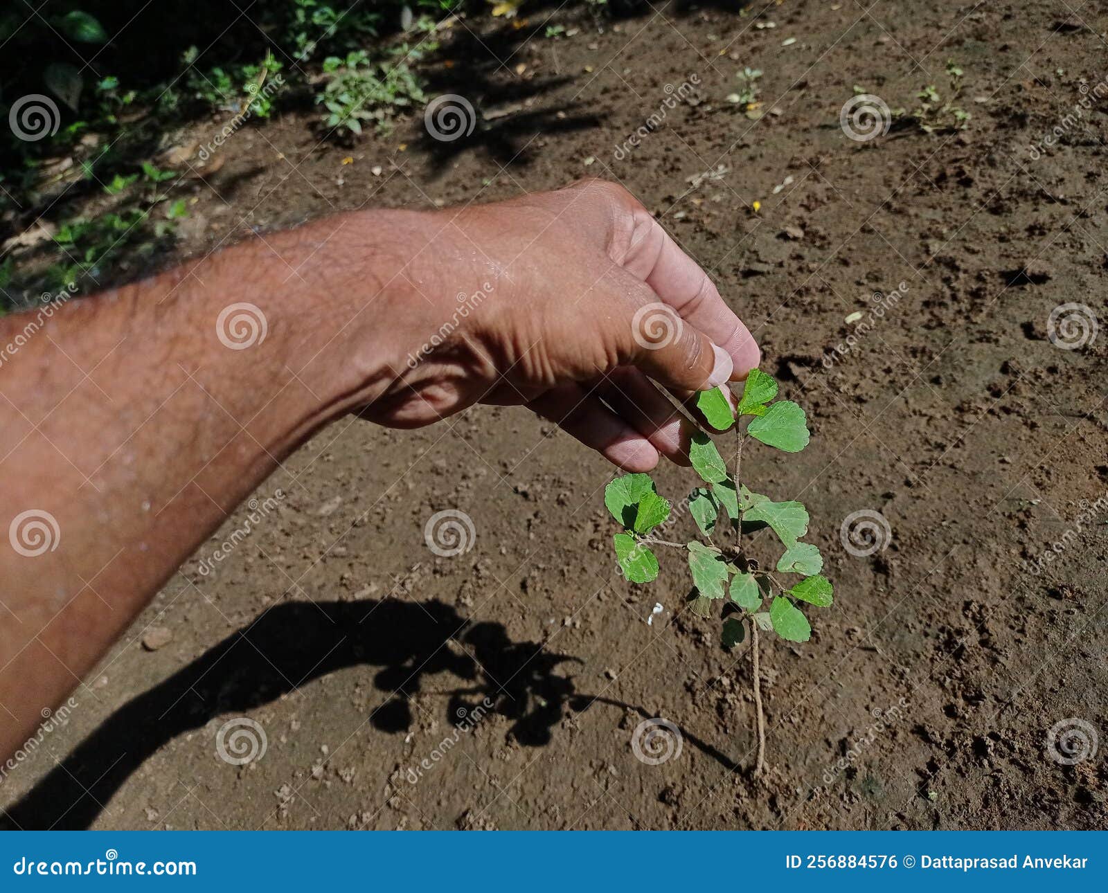 Human Hand Saving the Save Nature Save Life Stock Photo - Image of hand ...