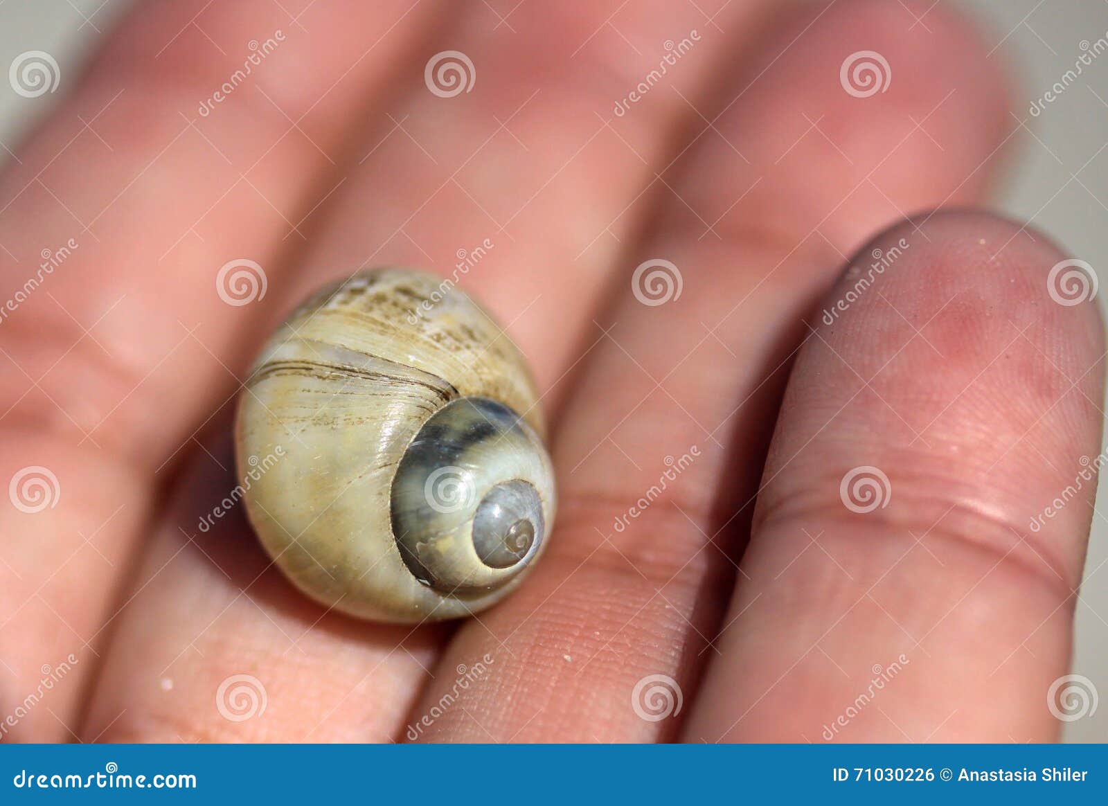 Human hand with a shell stock photo. Image of travel - 71030226
