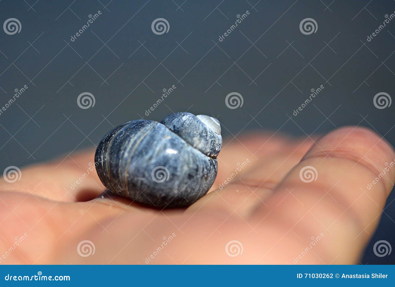 Human hand with a shell stock photo. Image of hand, closeup - 71030262