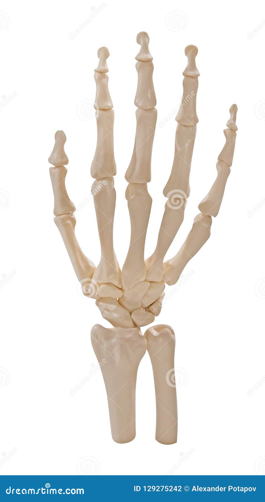 Skeleton of Hand Isolated on White Stock Photo - Image of white, human ...