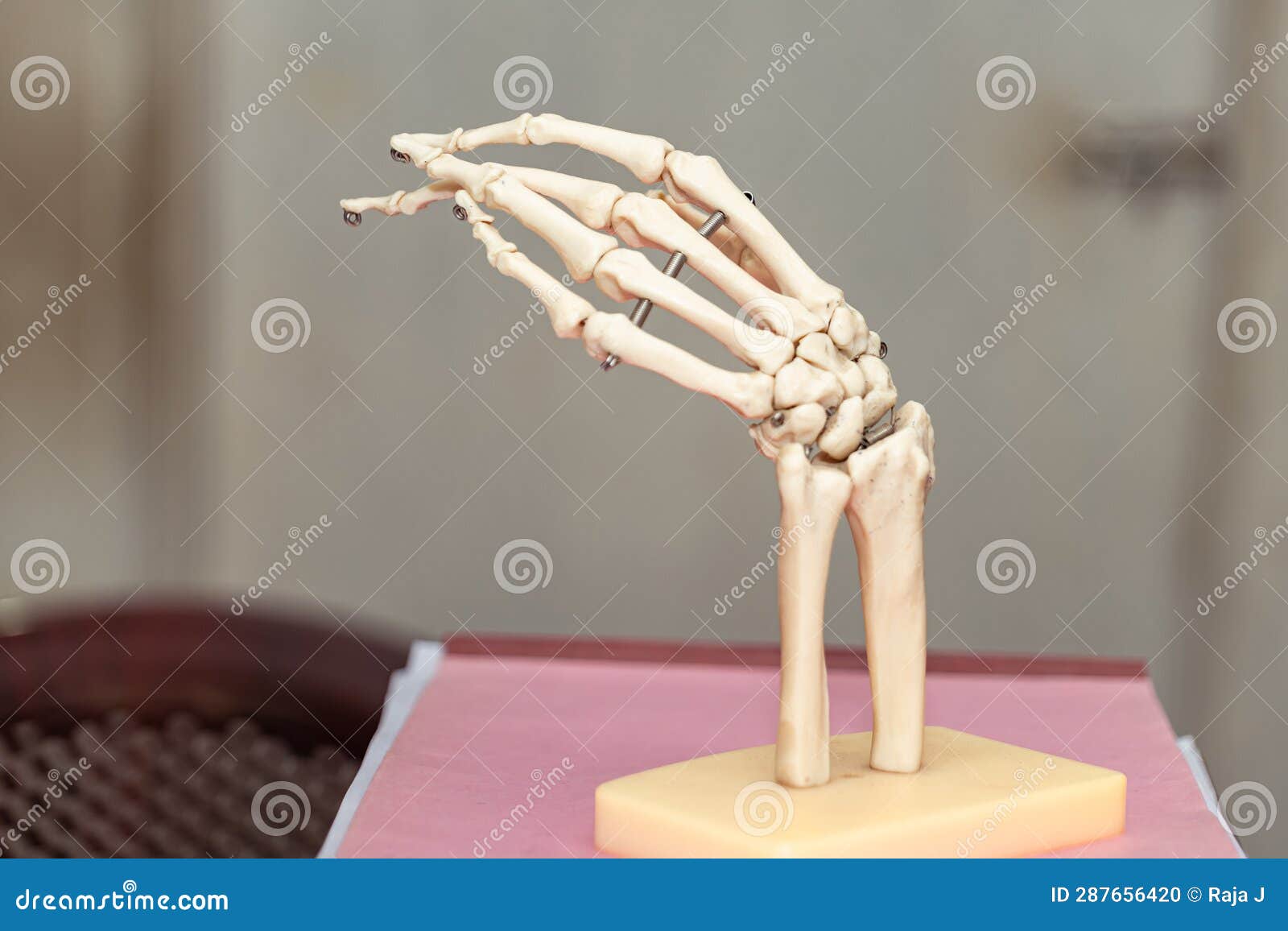 Human Hand Skeleton Model Life Size Articulated Stock Photo - Image of ...