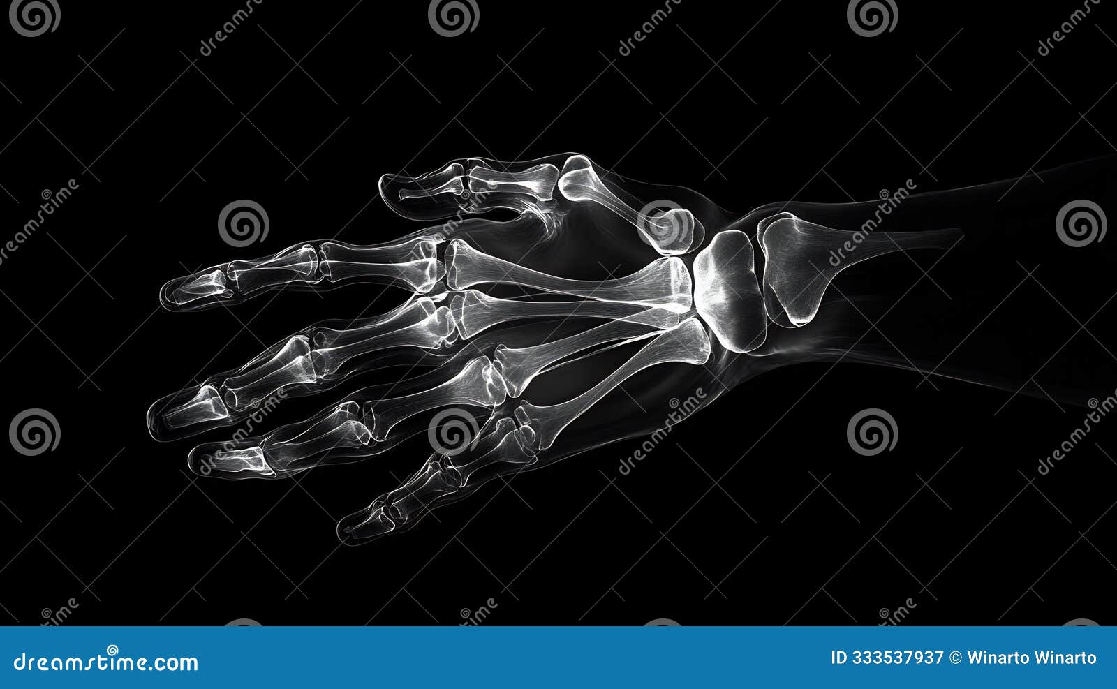 Human Hand Skeleton X-Ray stock image. Image of structure - 333537937