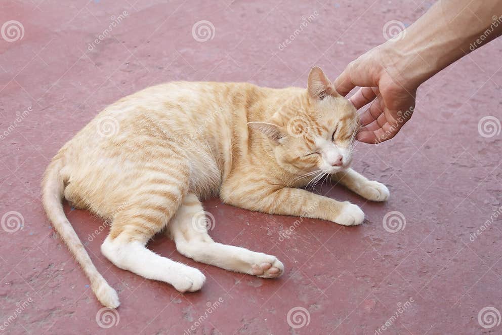 Human hand stroking cat stock image. Image of human, friendship - 25478095