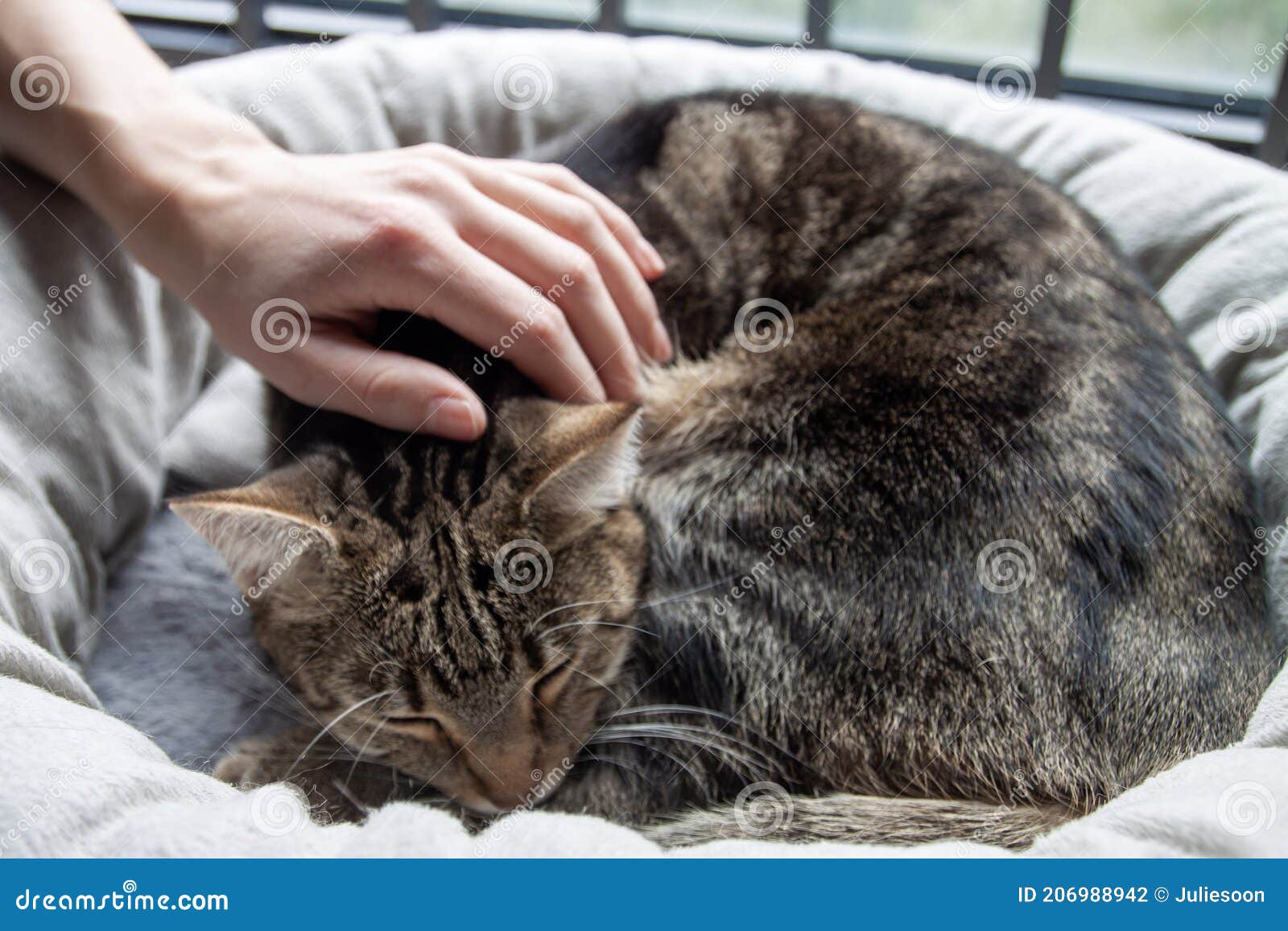 Human Hand Stroking a Cute Sleeping Tabby Cat Stock Photo - Image of ...