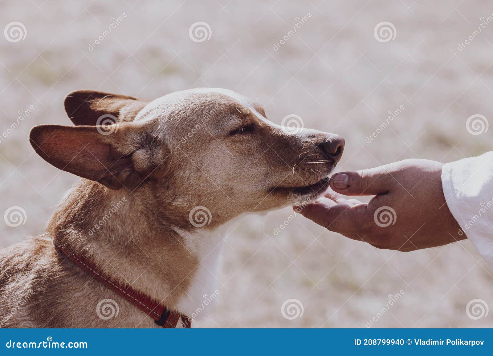 Human Hand Stroking a Dog Close Up Stock Photo - Image of education ...