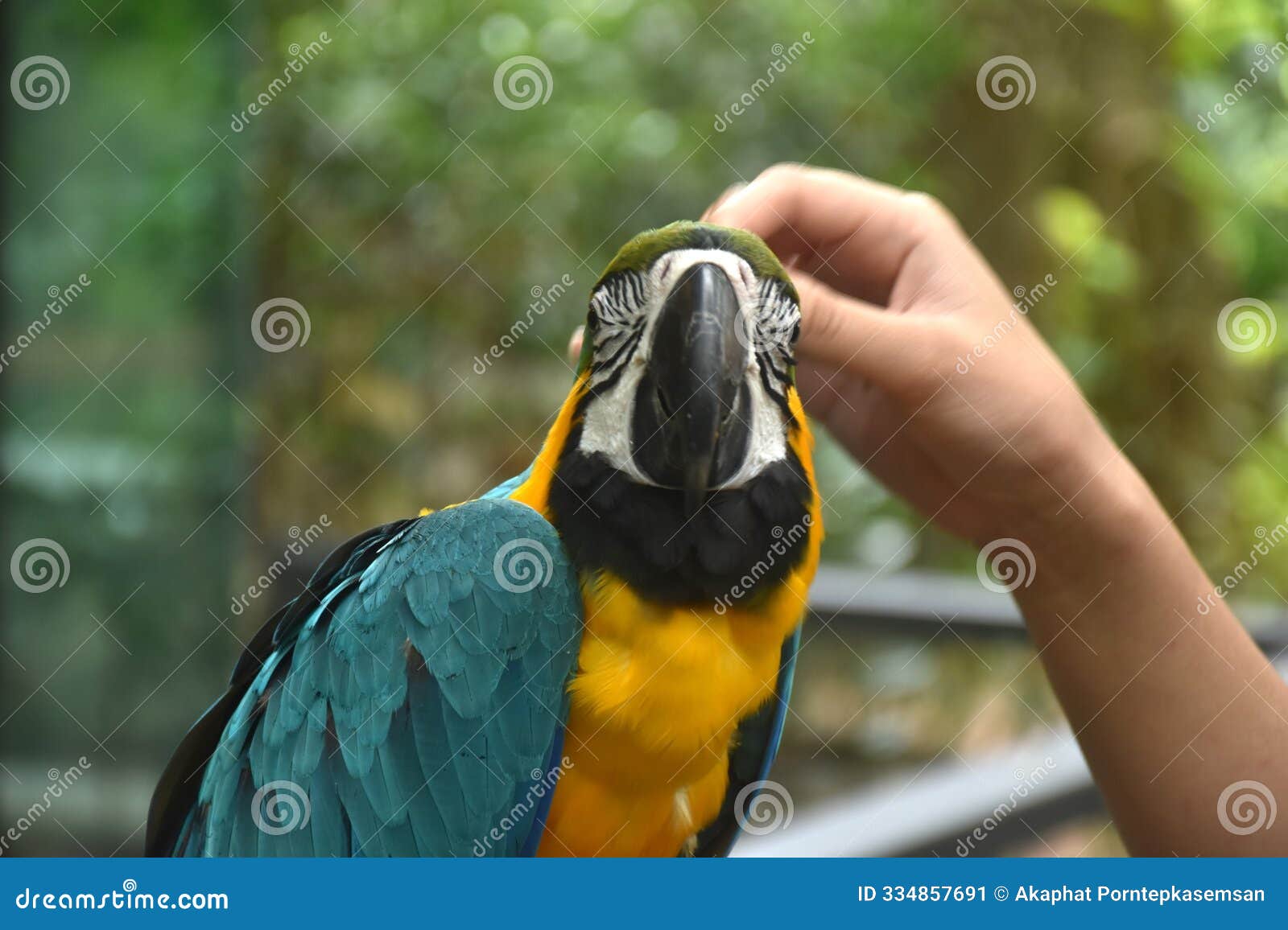 Human Hand Stroking Macaw Head while Hanging on Log in Park Stock Image ...