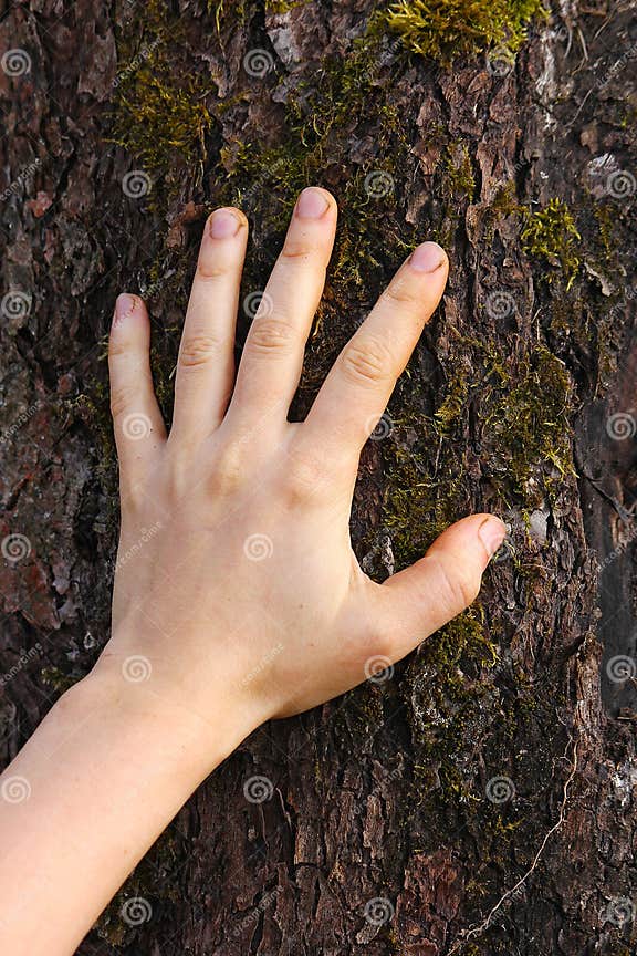 Human Hand Touches the Tree Bark Stock Image - Image of forest, brown ...