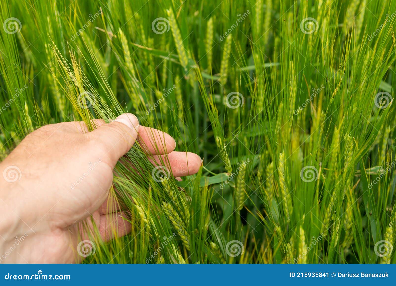 A Human Hand Touching an Ear of Green Grain Stock Image - Image of ...