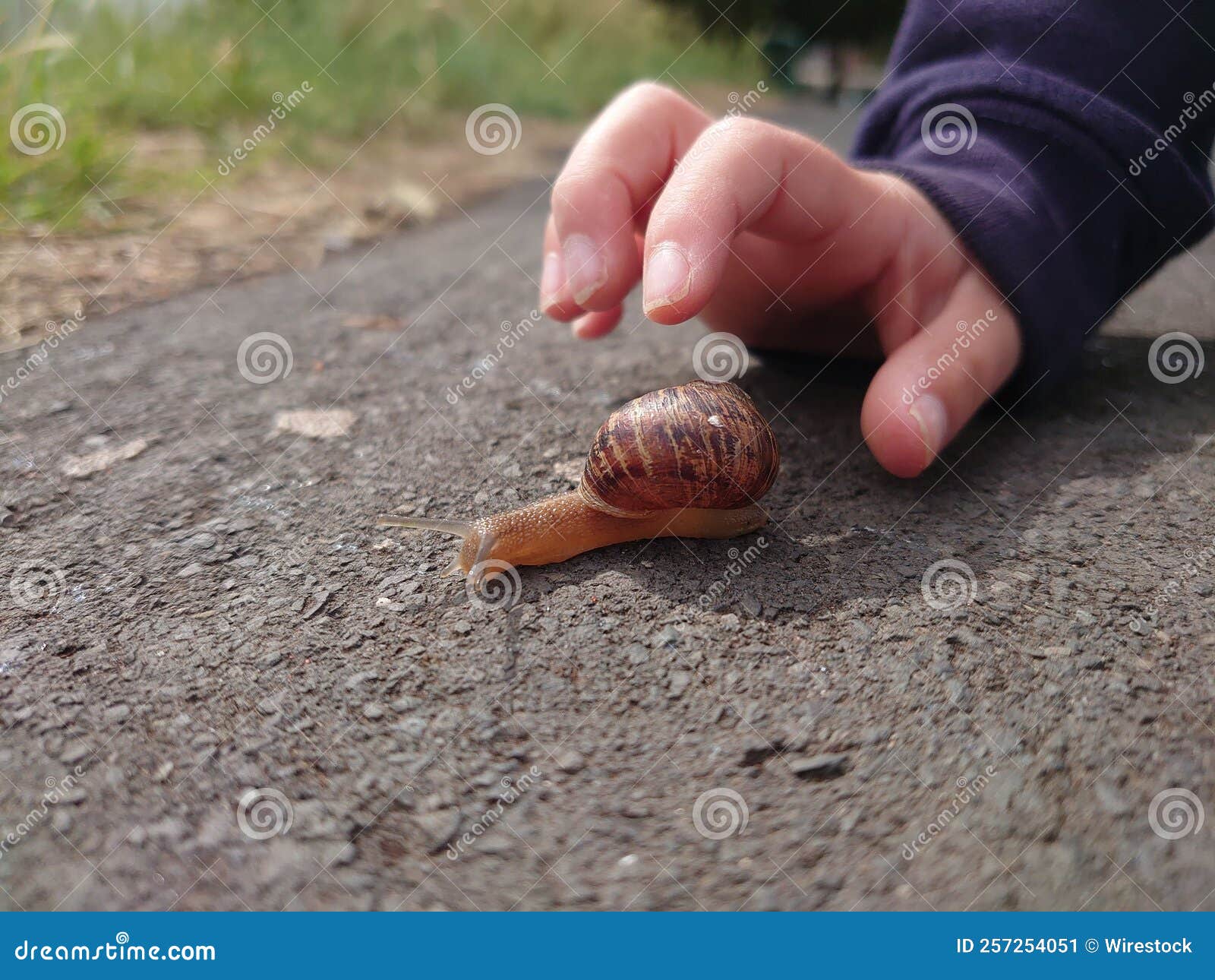 Human Hand Touching Snail on Ground Stock Image - Image of closeup ...