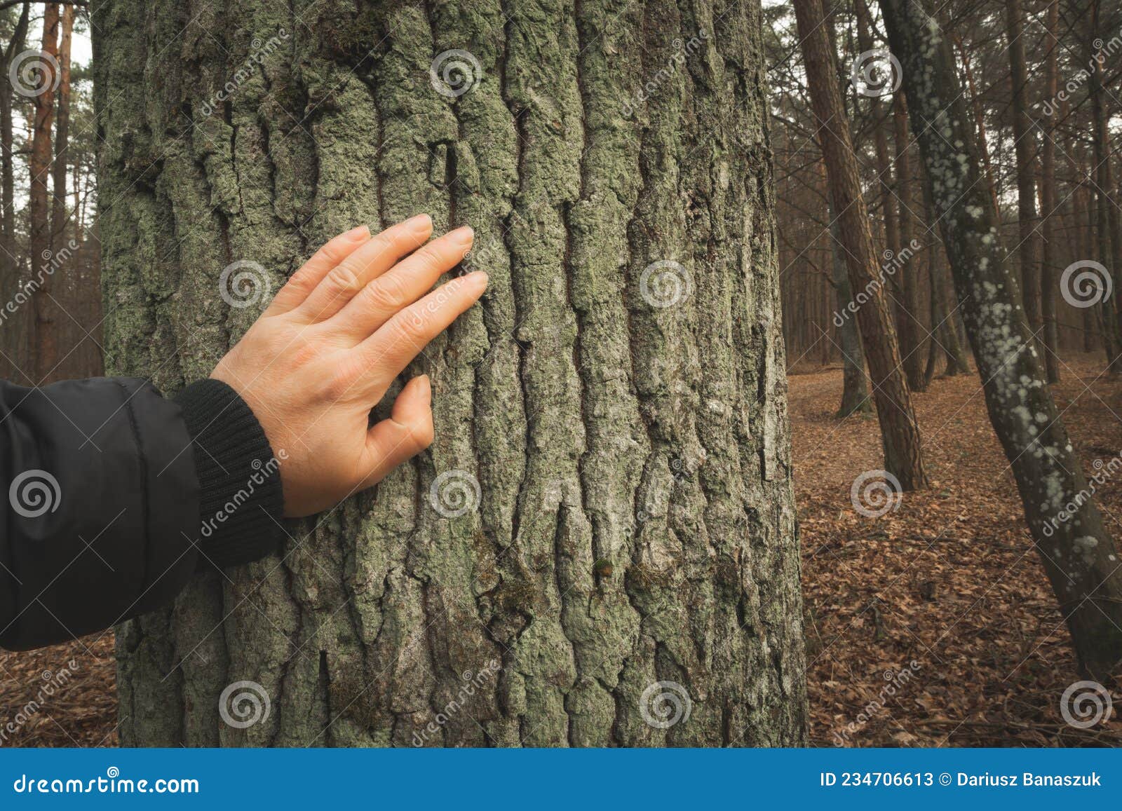A Human Hand Touching the Trunk of a Thick Tree Stock Image - Image of ...