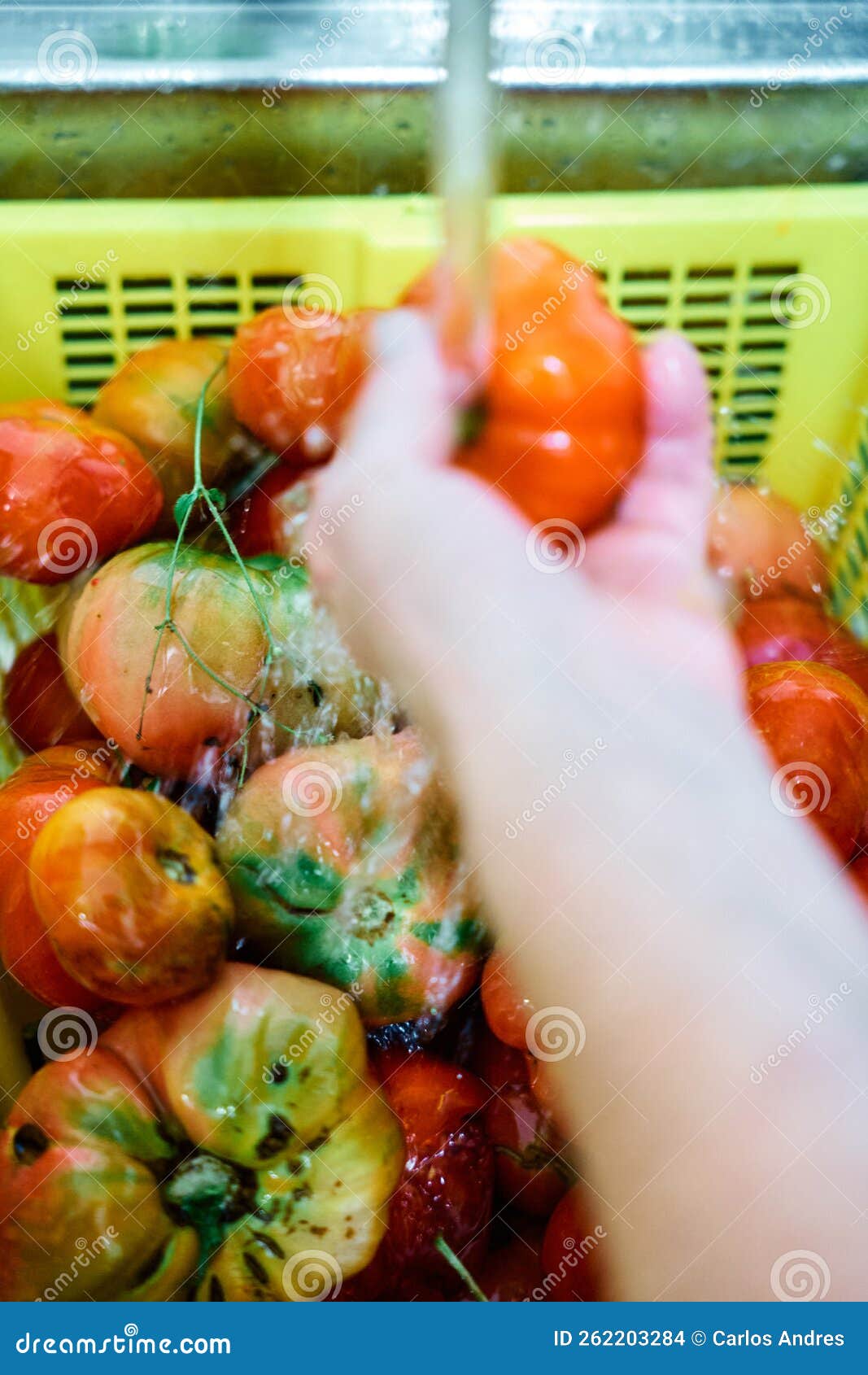 Human Hand Washing Fresh Ecological Tomatoes, Vertical Photo Stock ...