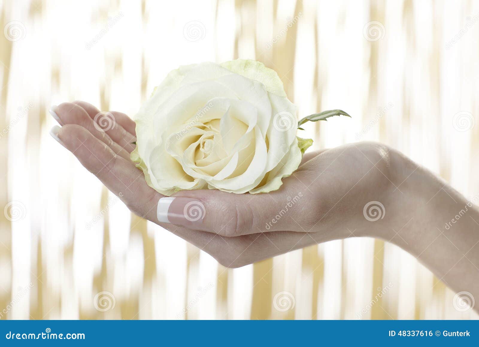 Human hand with white Rose stock photo. Image of hand - 48337616