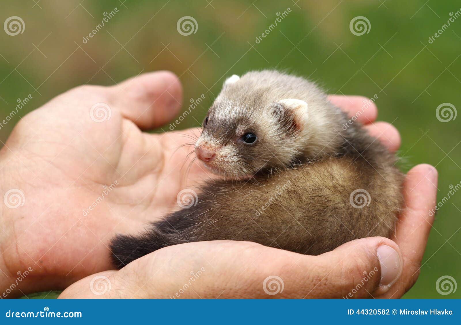 Marbled Polecat Baby