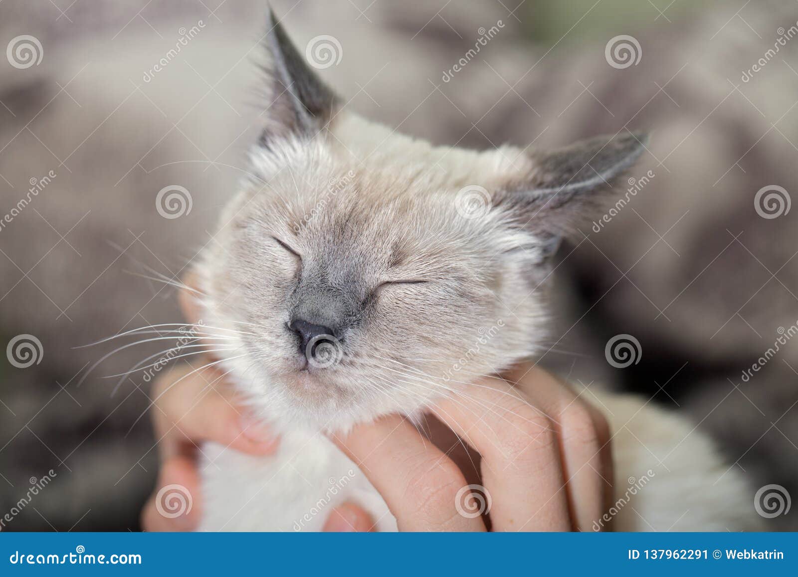 A Scratch On The Human Body. Scar Close-up. A Deep Cut On The Body ...