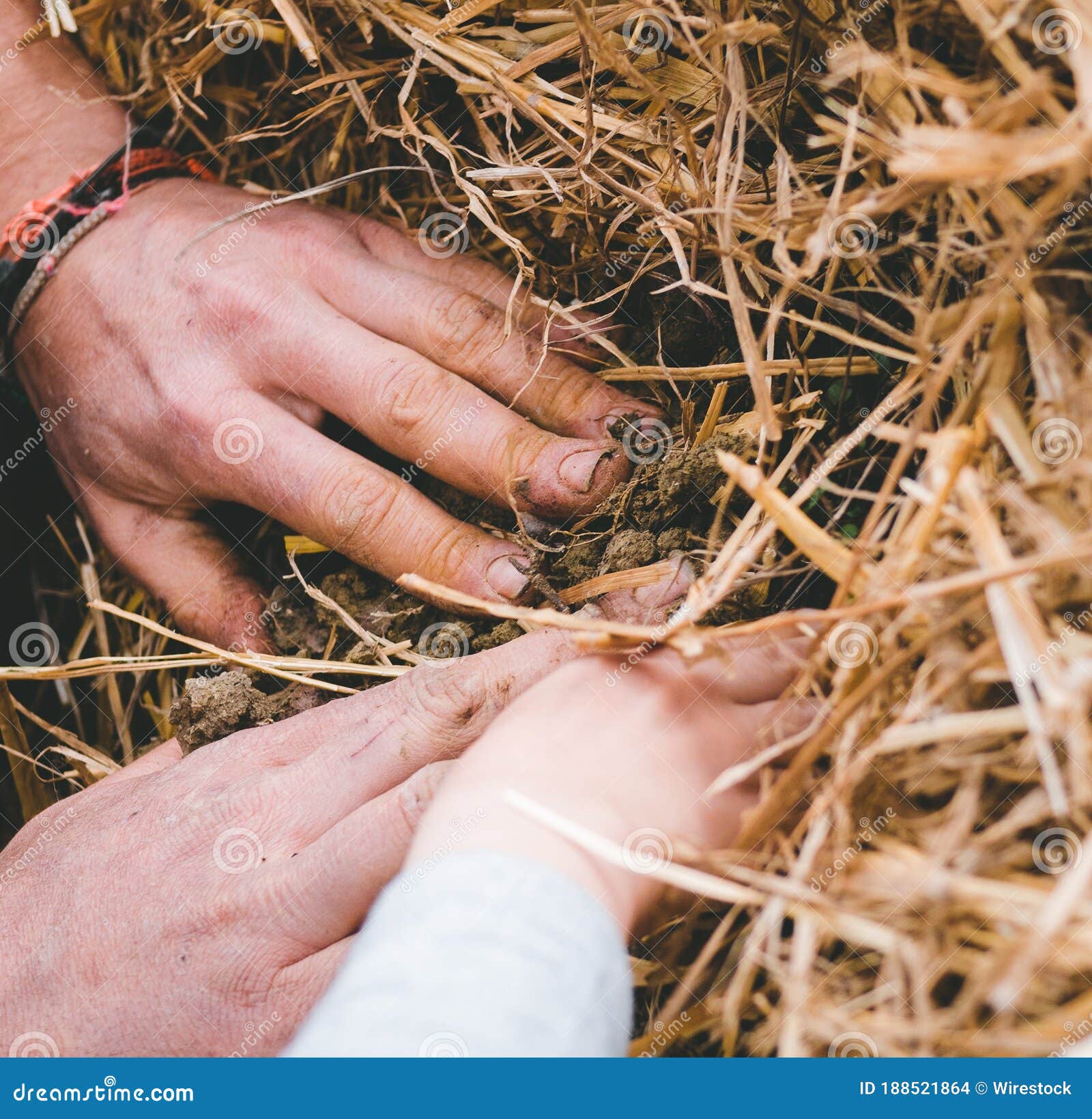 Human Hands Digging and Looking for Something in the Pile of Dry ...