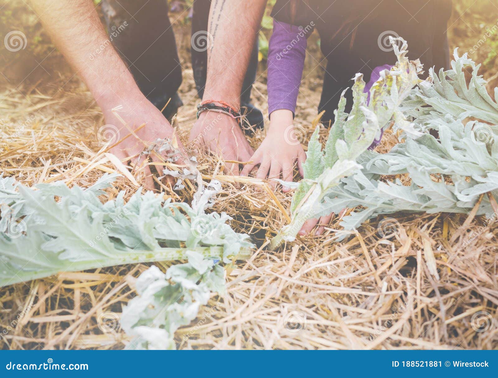 Human Hands Digging and Looking for Something in the Pile of Dry ...