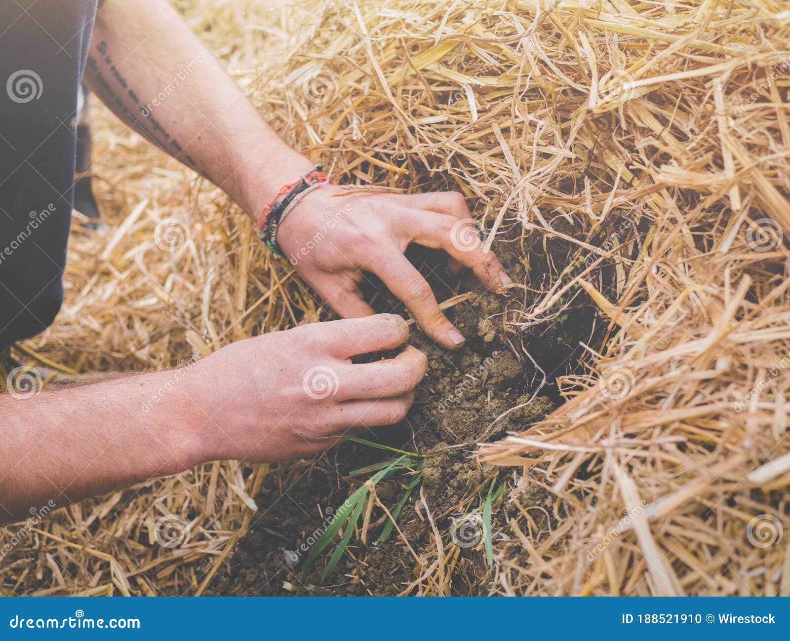 Human Hands Digging and Looking for Something in the Pile of Dry ...
