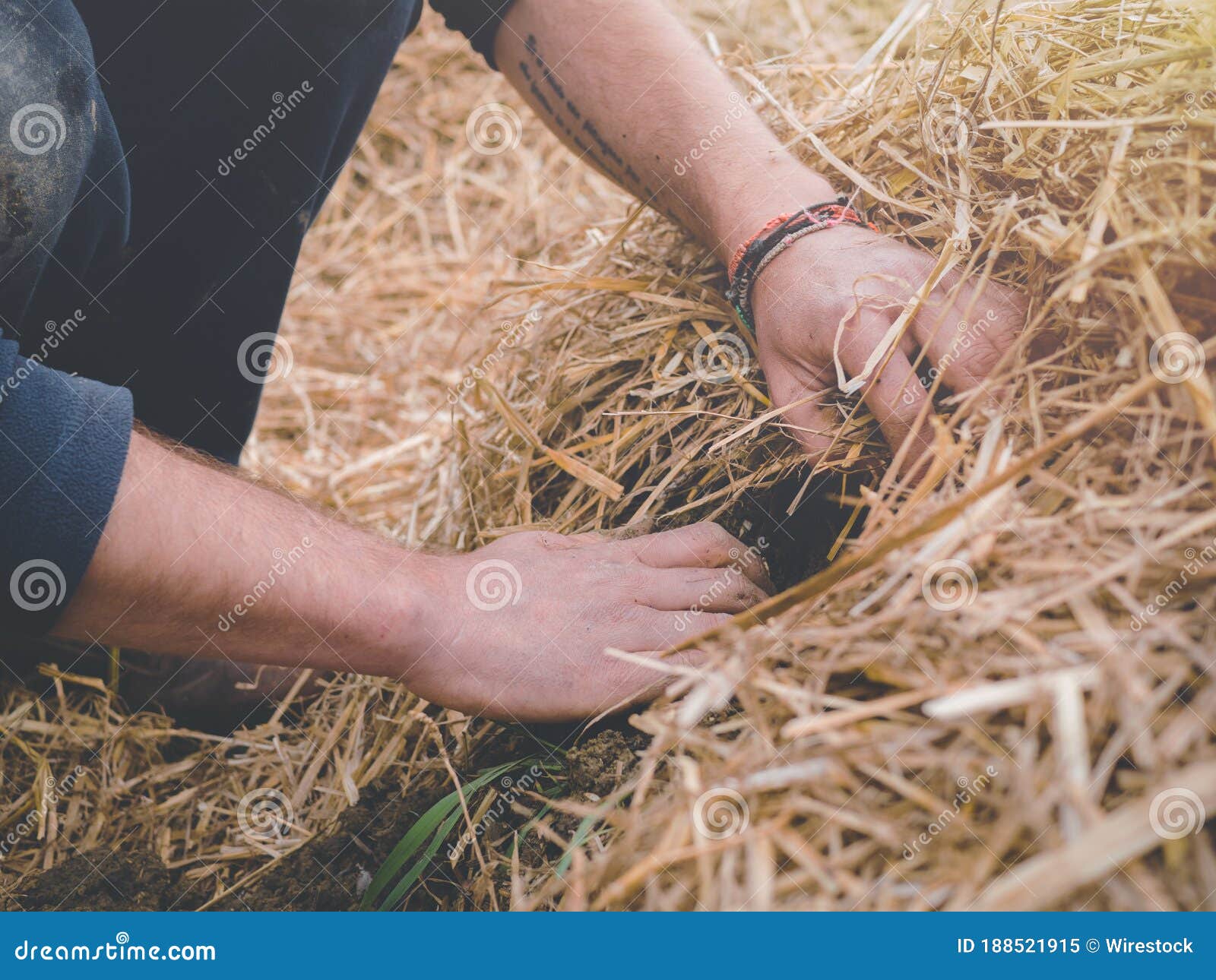 Human Hands Digging and Looking for Something in the Pile of Dry ...